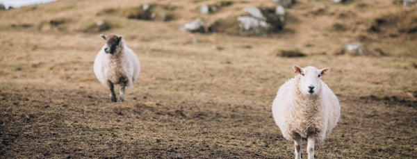 Harris Tweed Fabric - Swatches Available | Order Online – Harris Tweed ...